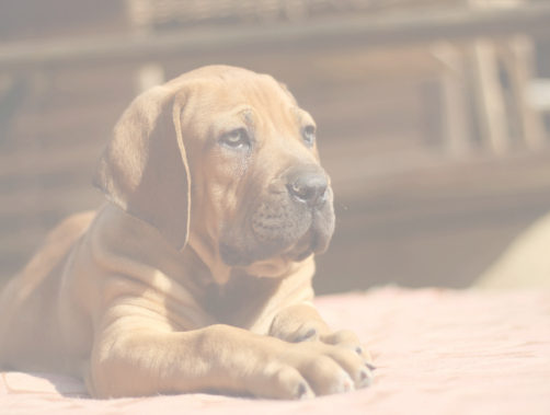 BOERBOEL