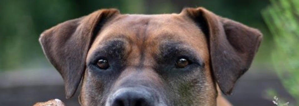 BOERBOEL FAQ